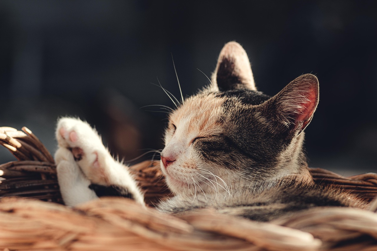 Greek Stray ResQ & Support | Rescuing Stray Animals in Greece